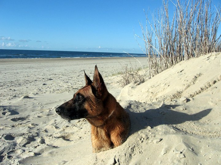 belgian malinois dog relaxing at the beach – Pure Malinois