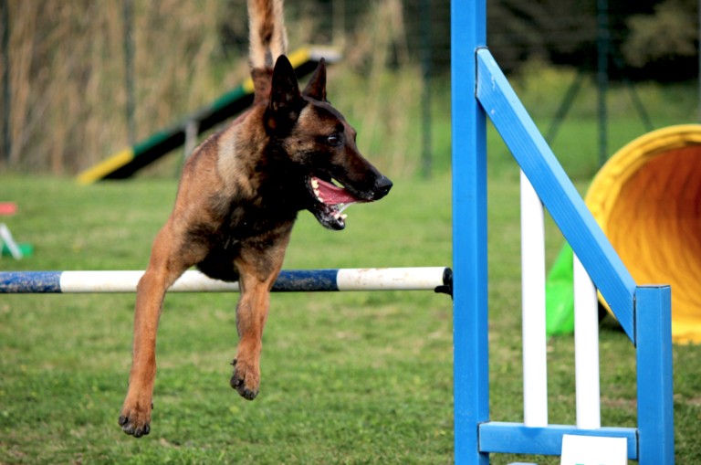 Are Belgian Malinois more difficult to train than other types of dogs ...