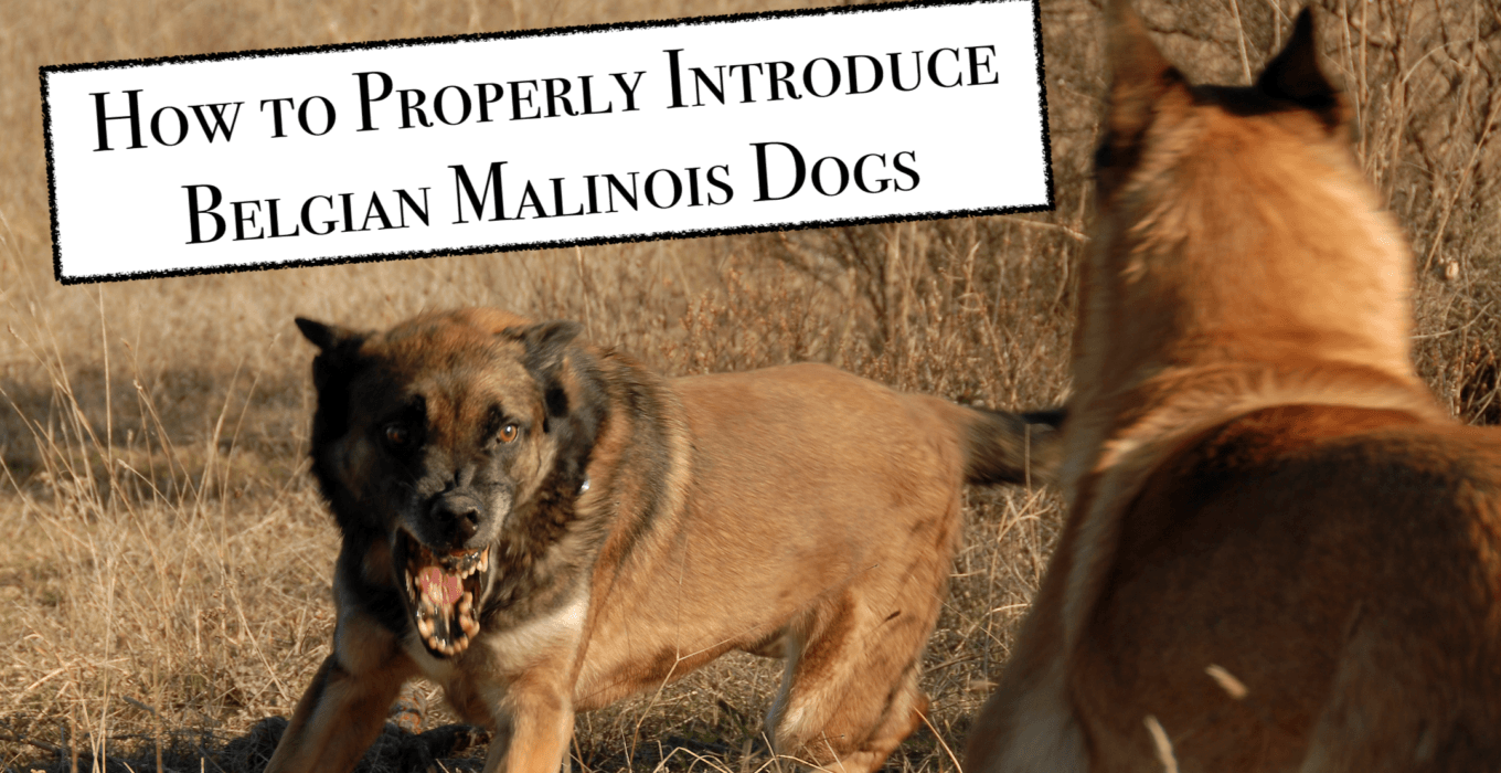 Pure Malinois – A Holistic Approach to Raising Malinois